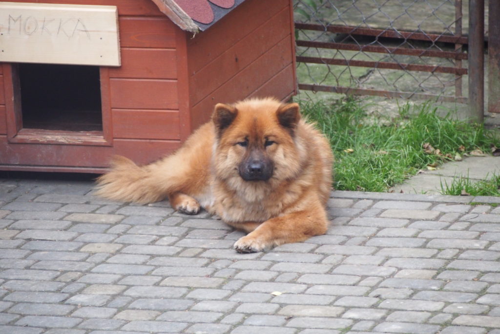Gallery – WOLF CHOW FROM KRAKOW