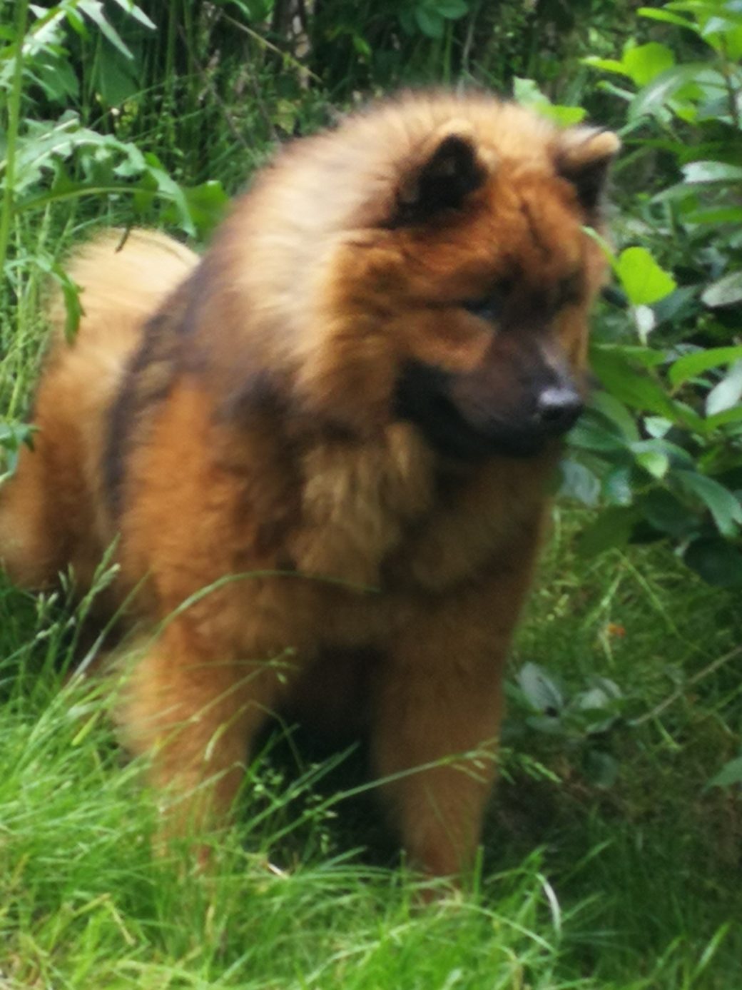 Galeria – WOLF CHOW FROM KRAKOW