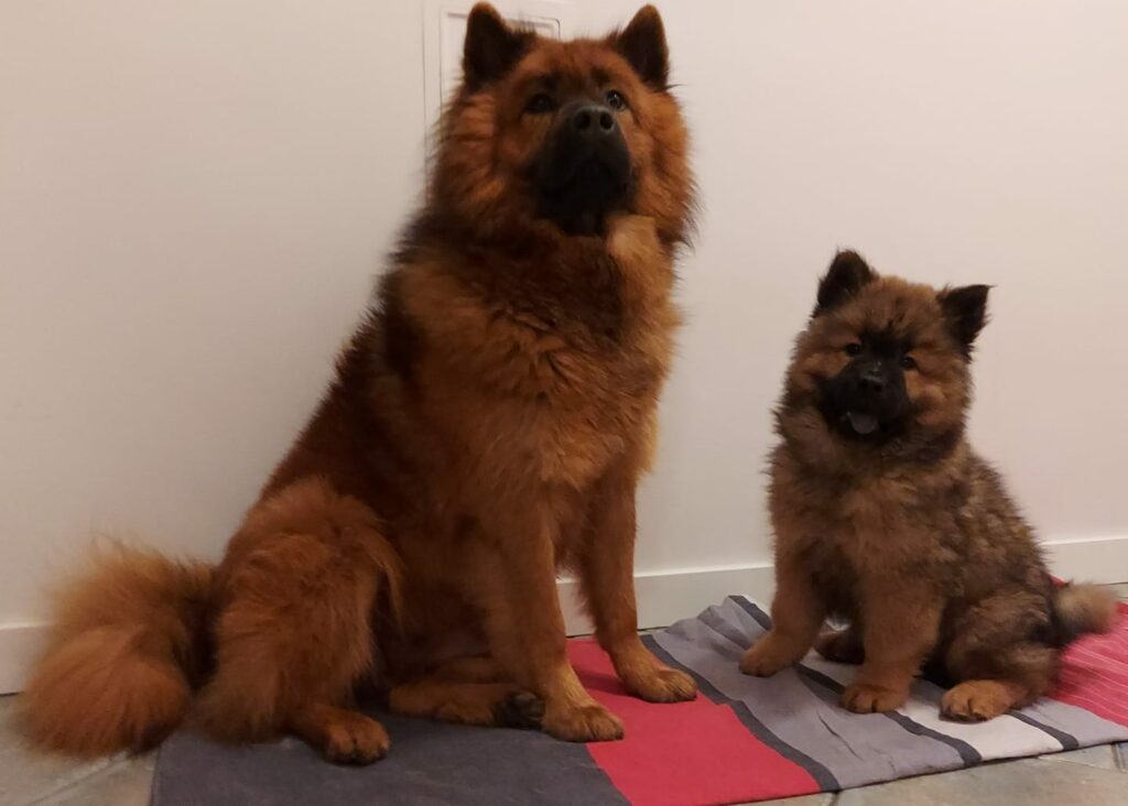 Galeria – WOLF CHOW FROM KRAKOW