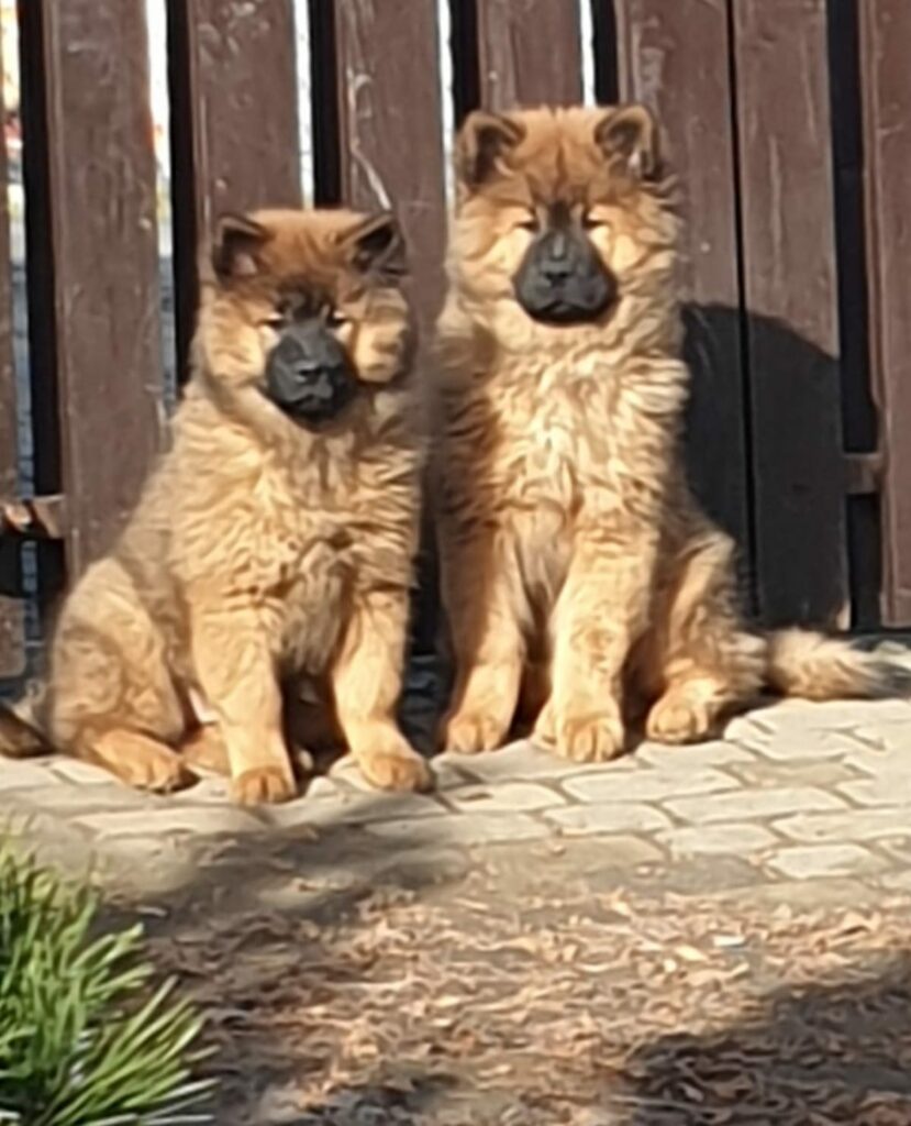 Galeria – WOLF CHOW FROM KRAKOW